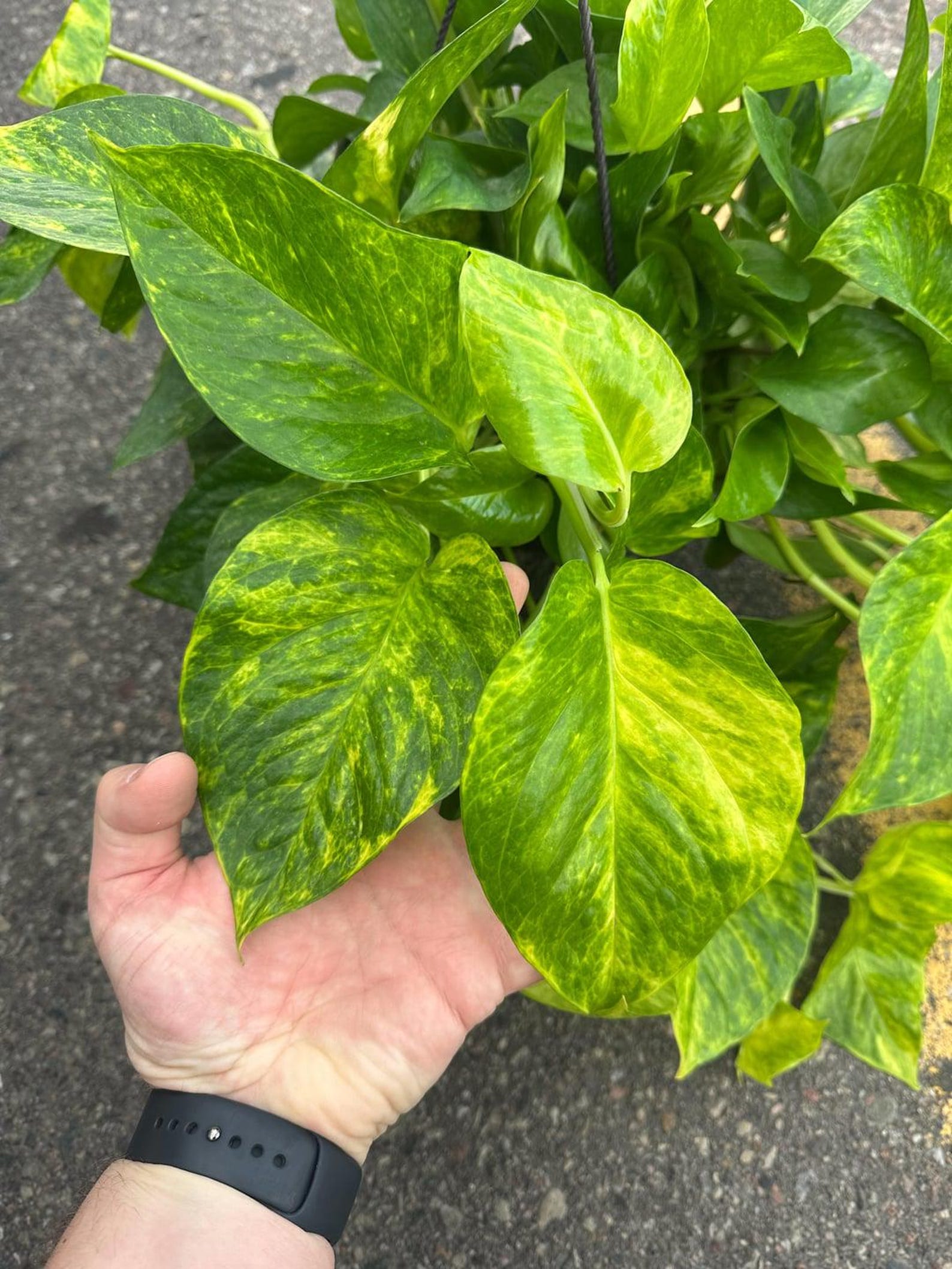 Fernando’s fire pothos RARE New Pothos More Variegation and Needs less ...